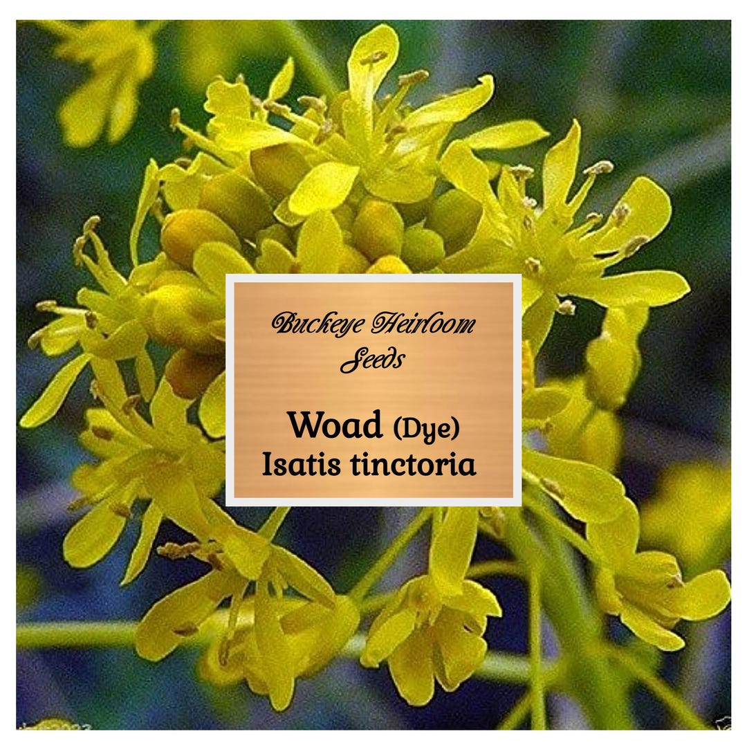 Isatis Tinctoria - Nature Blue Dye Plant Seeds - Buckeye Heirloom Seeds ...
