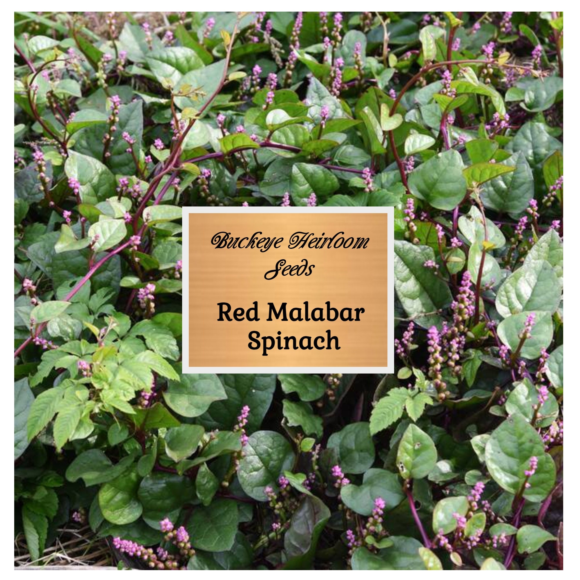 Red Spinach Seeds