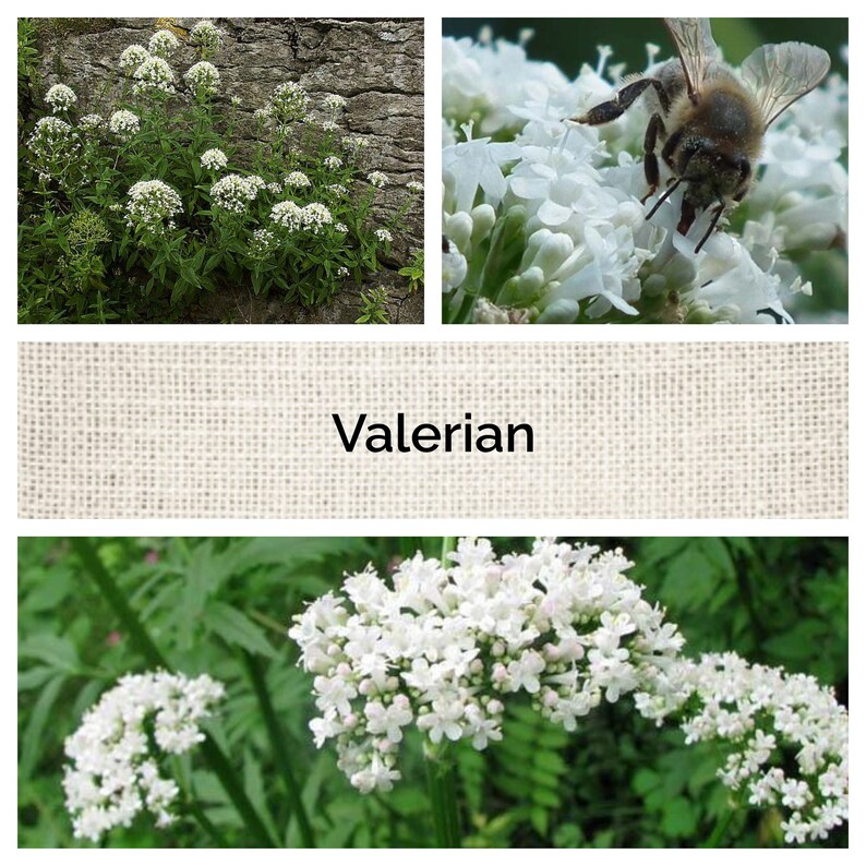 Valerian Seeds Valeriana officinalis Garden Herb | Etsy