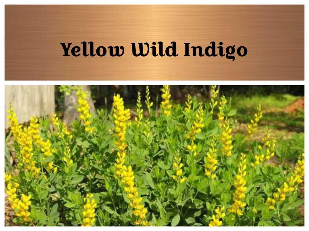 Yellow Wild Indigo Sphaerocarpa Seeds Buckeye Heirloom - Etsy