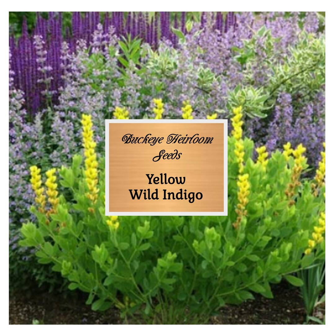 Yellow Wild Indigo - Sphaerocarpa - Seeds - Buckeye Heirloom Seeds - Etsy