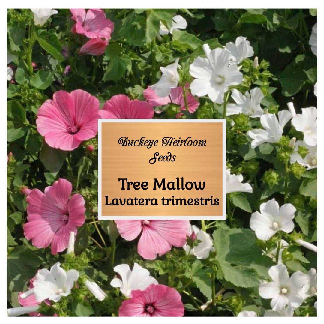 Tree Mallow Seeds - Lavatera Trimestris - 100 Pink and White Seeds ...