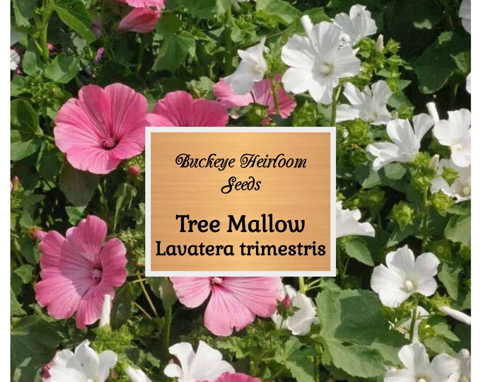 Rose Mallow tree Mallow Flower Seeds, Heirloom, Country Creek Acres - Etsy