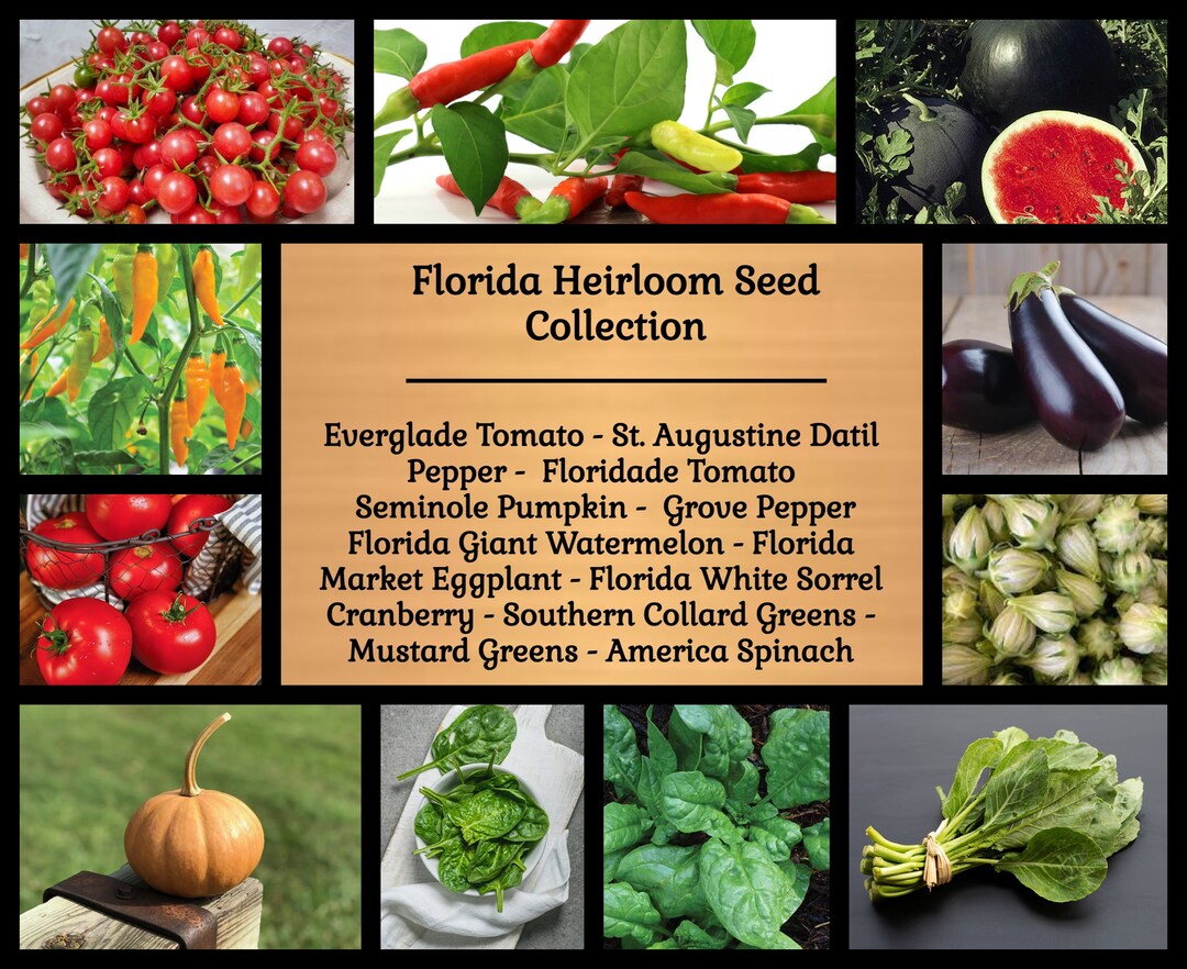 Florida Heirloom Seed Collection for Today and Seed Saving for Tomorrow ...