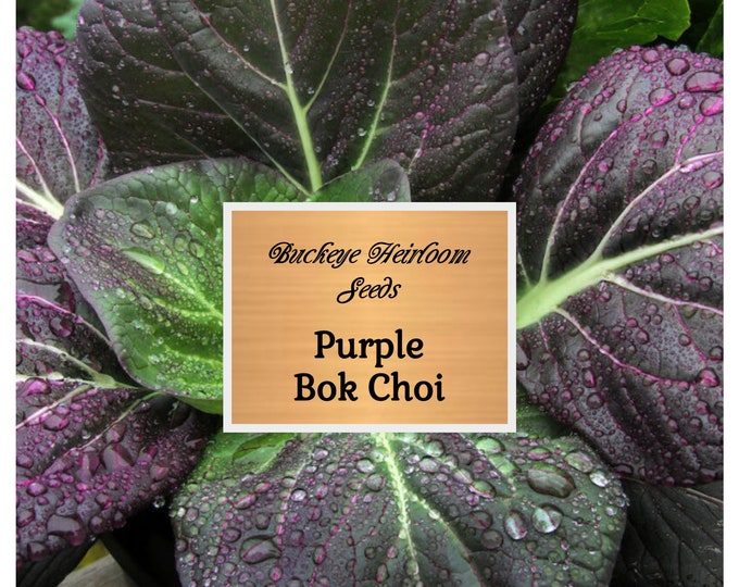 Bok Choy - Purple Magic Pak Choi Hybrid - Seeds - Non GMO - Etsy