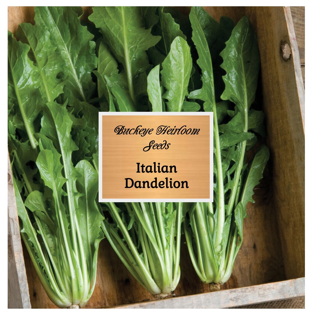 Italian Dandelion - Seeds - Culinary Seed - GMO Free - Italian ...