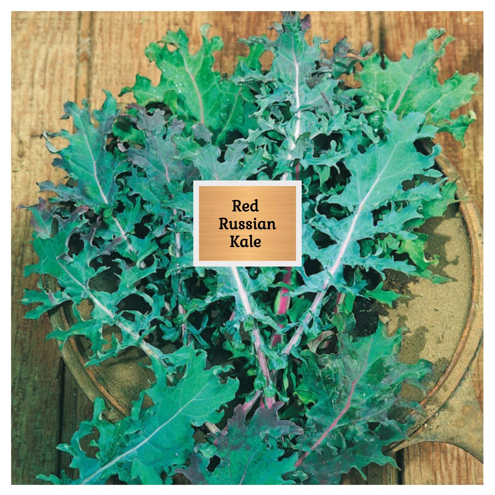 Red Russian - Kale Seeds - Culinary Herb - Salad Greens - GMO Free ...