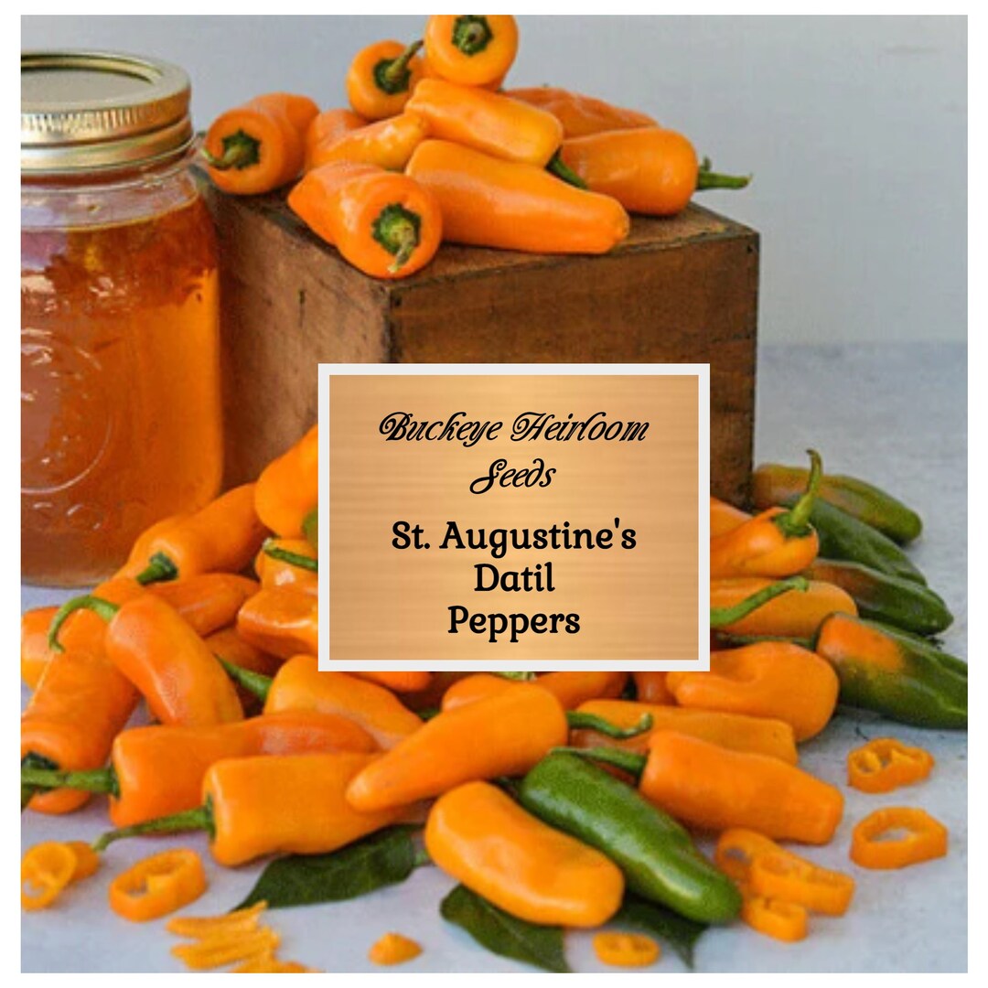 Datil Pepper Seeds - St. Augustine's - Hot Little Secret - Buckeye ...