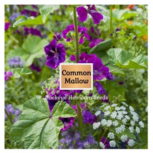 Malva Sylvestris - Seeds - Common Mallow - Perennial - Buckeye Heirloom ...