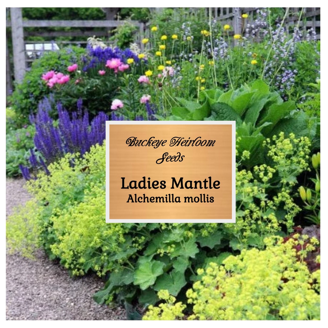 Lady's Mantle (irish Silk) Seeds - Heirloom Flower (alchemilla Mollis ...