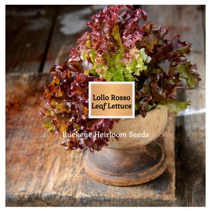Lollo Rossa Leaf Lettuce - 200 Seeds - Heirloom - Non-gmo - Organic ...