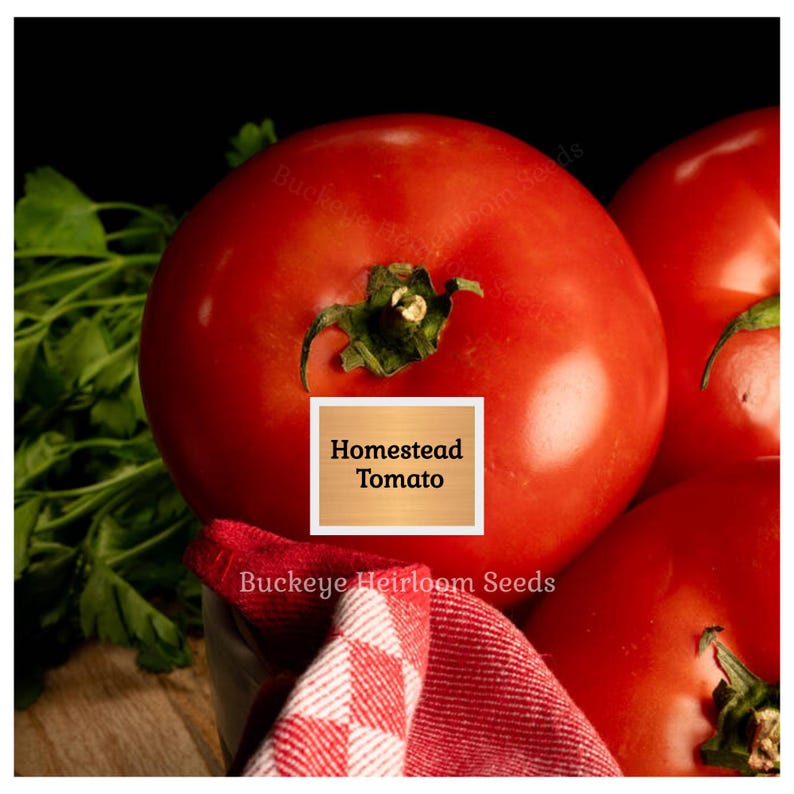 NEW - Tomato - Homestead - Tomato Seeds - Heirloom - Thrives in Heat ...