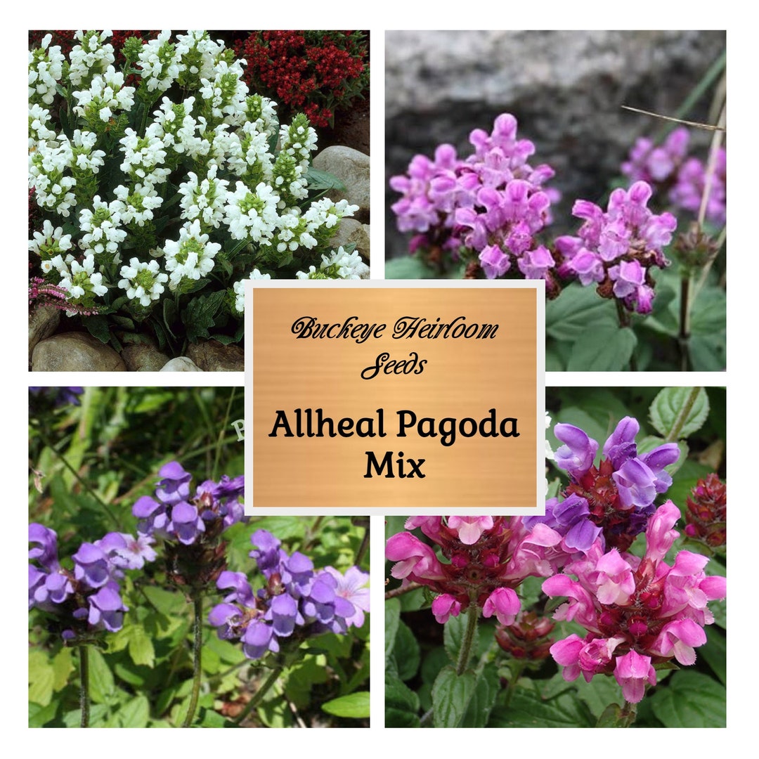 Prunella Pagoda Mix Flower Seeds prunella Grandiflora All-heal Self ...