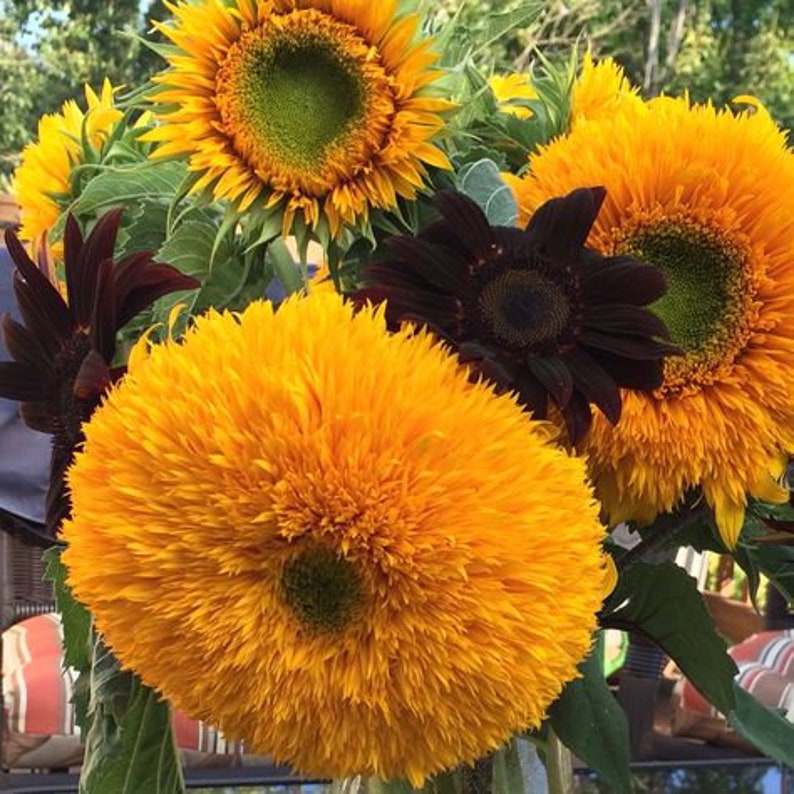 Sunflower Dwarf Sungold helianthus Annuus 50 Seeds - Etsy