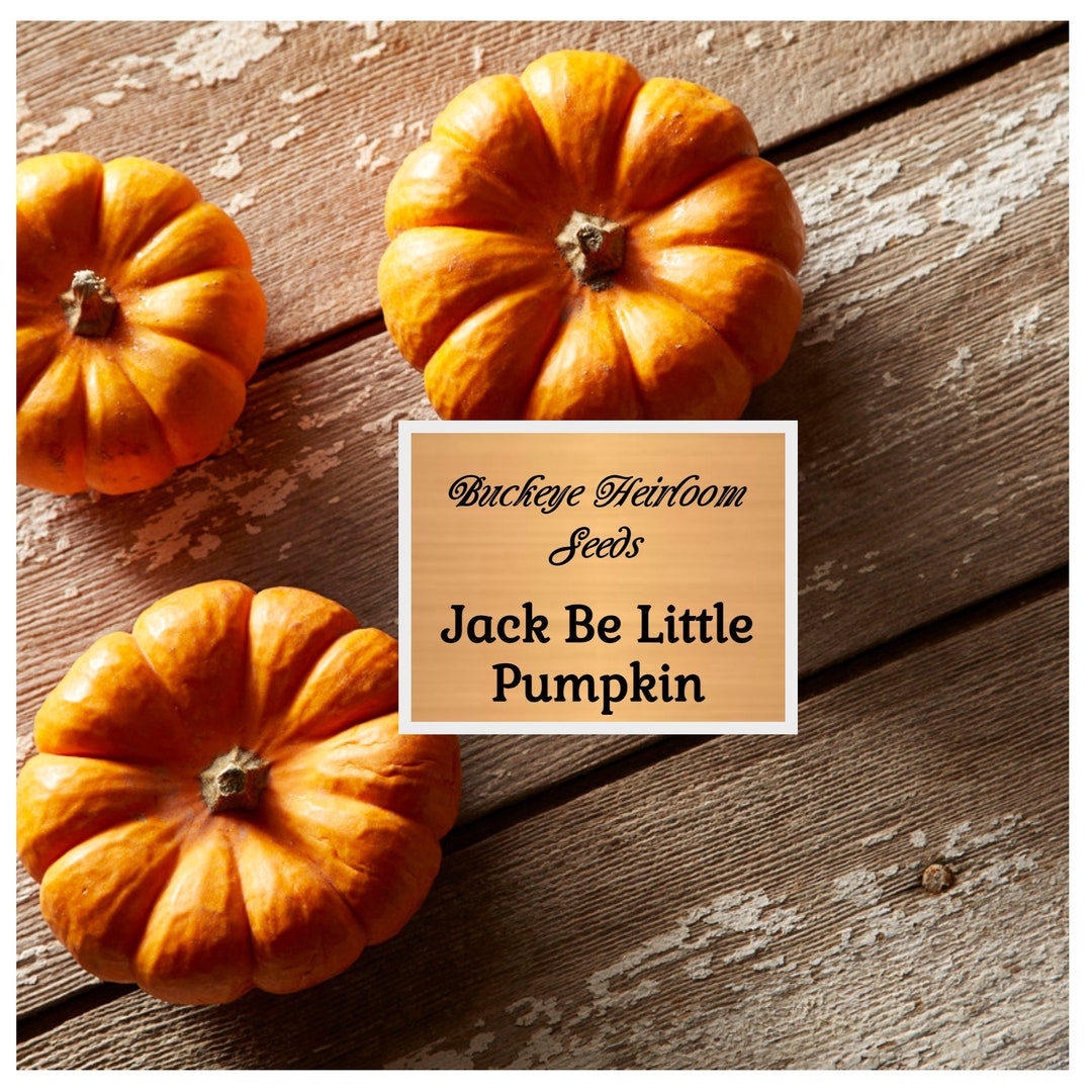 Pumpkin Jack Be Little - Mini Pumpkin - Buckeye Heirloom Seeds - Etsy