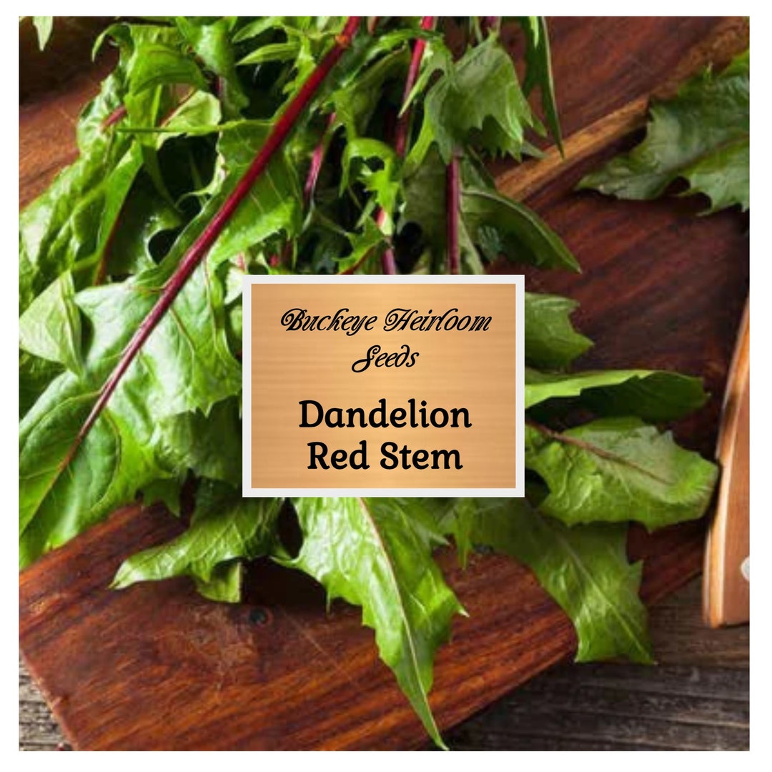 Italian Dandelion - Red Stem - Seeds - Culinary Seed - GMO Free ...
