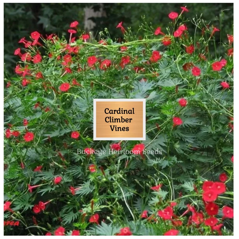 Cardinal Climber Vine Seeds (ipomoea Quamoclit Cardinalis) - Attracts ...