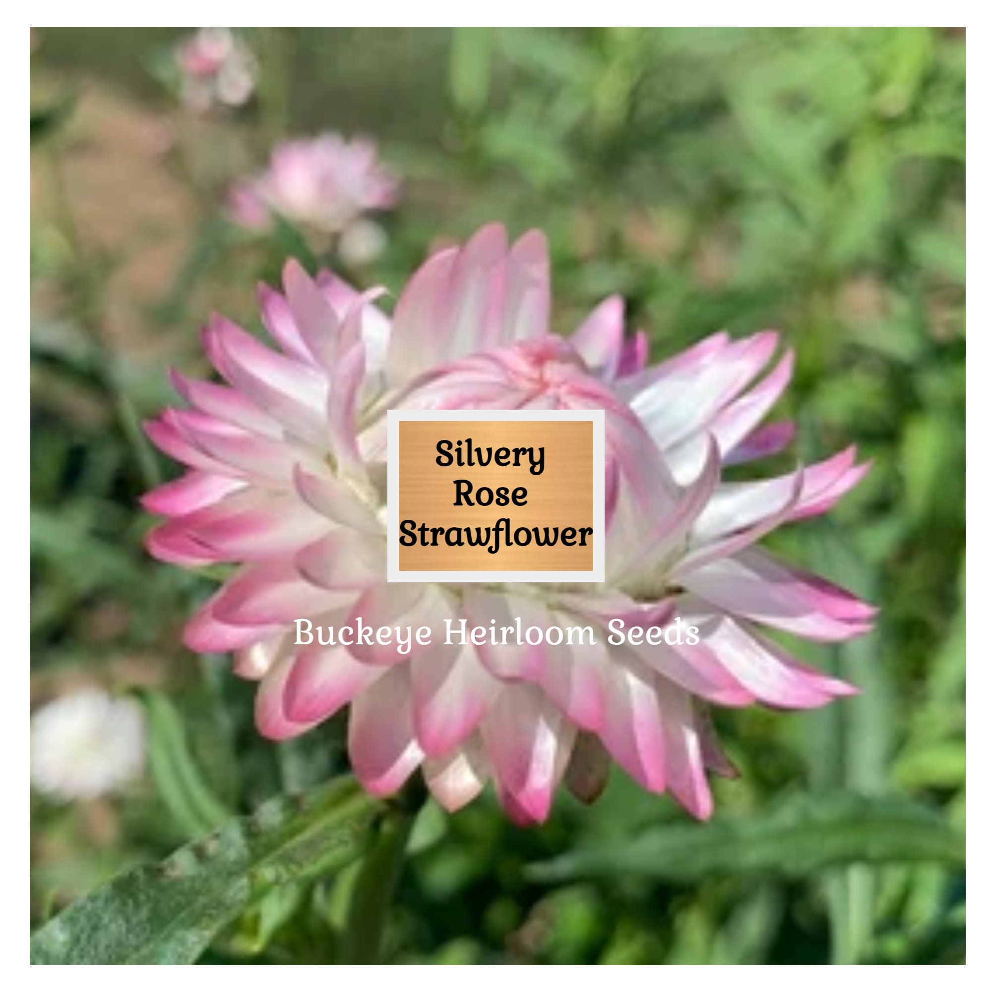 Silvery Rose Strawflower Seeds, Strawflowers - Straw Flower, Non-gmo ...