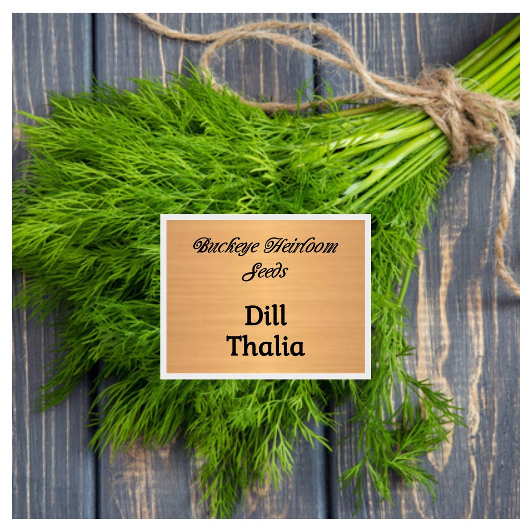 Thalia Dill - Seeds - Non GMO - Heirloom - Buckeye Heirloom Seeds - Etsy