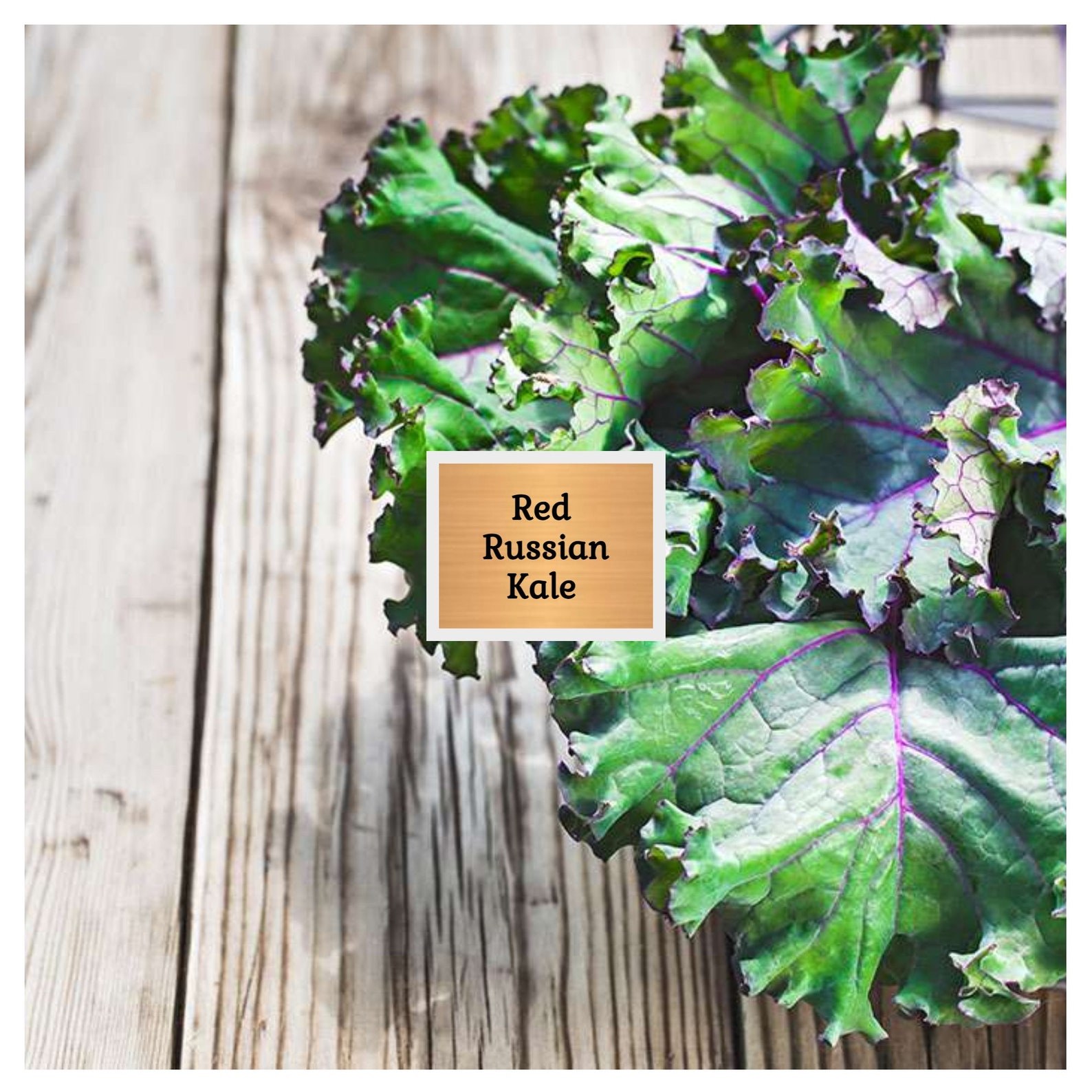 Red Russian - Kale Seeds - Culinary Herb - Salad Greens - GMO Free ...