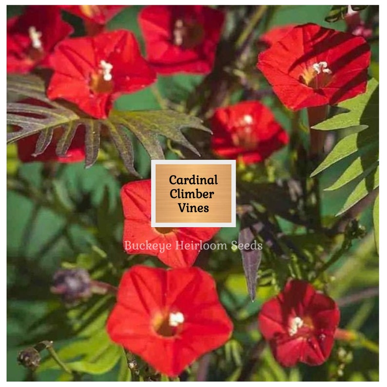 Cardinal Climber Vine Seeds (ipomoea Quamoclit Cardinalis) - Attracts ...