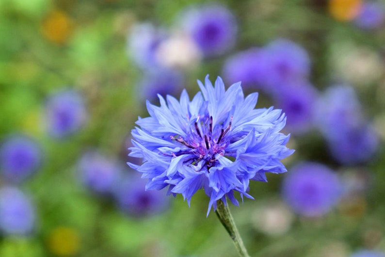 Bachelor Buttons Florist Blue Boy Centaurea Cornflower | Etsy