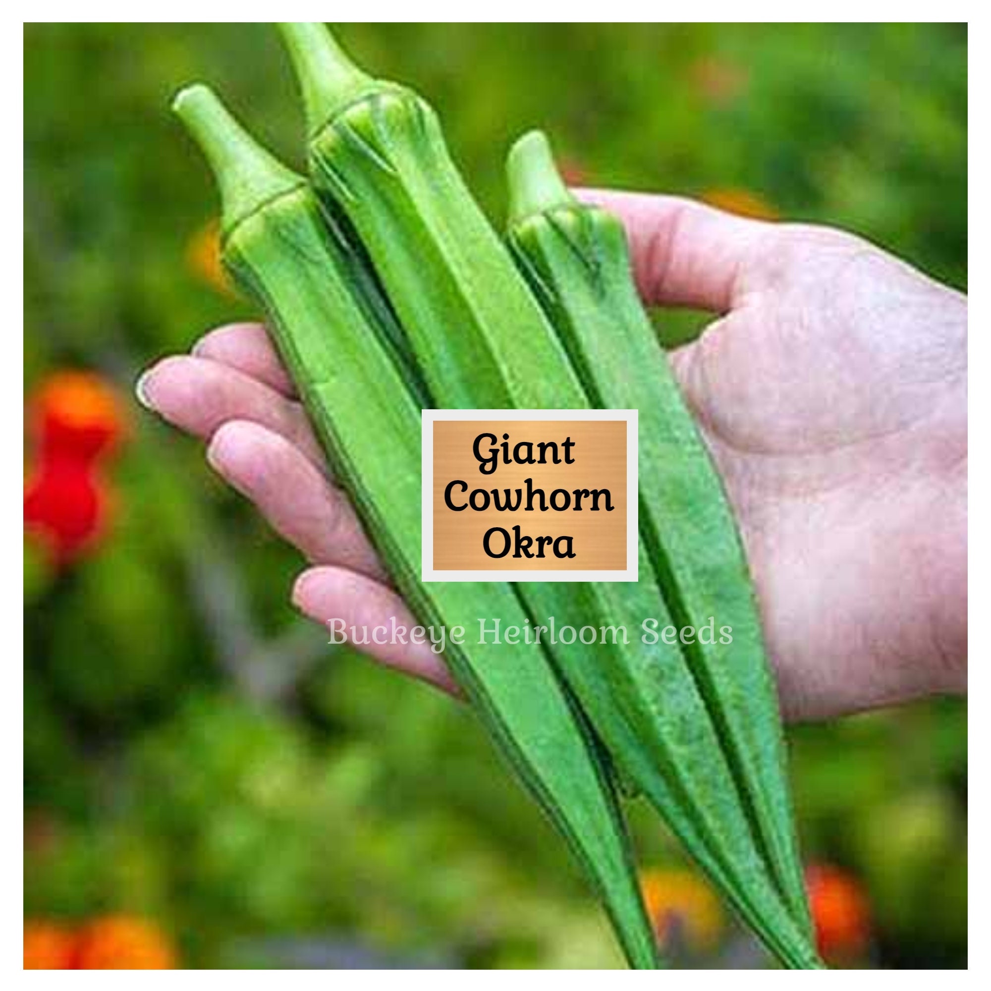 Giant Cow Horn - Okra Seeds - Heirloom - GMO Free - Easy to Grow ...
