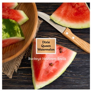 Watermelon, Dixie Queen Seeds - Heirloom - Buckeye Heirloom Seeds - Etsy