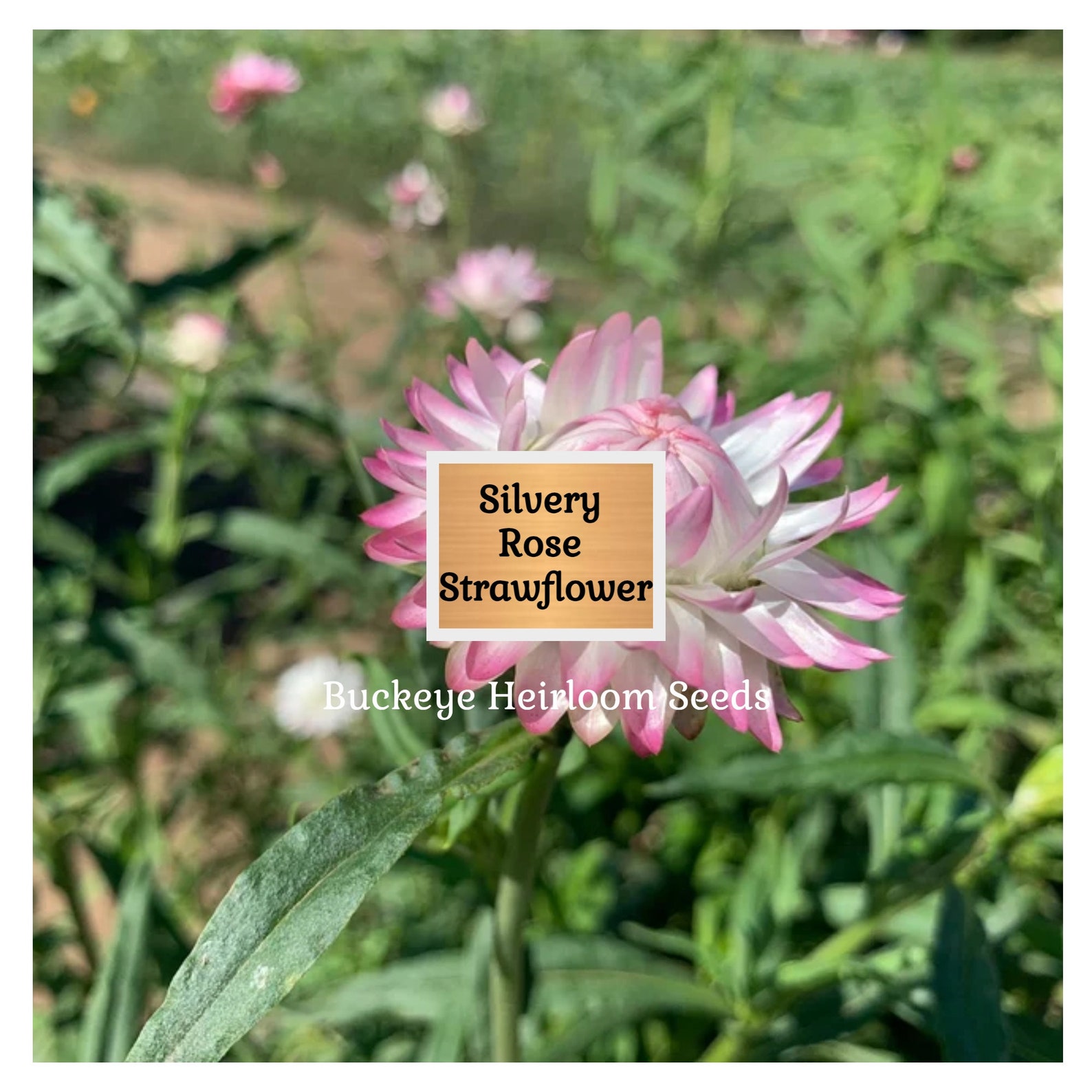 Silvery Rose Strawflower Seeds, Strawflowers - Straw Flower, Non-gmo ...