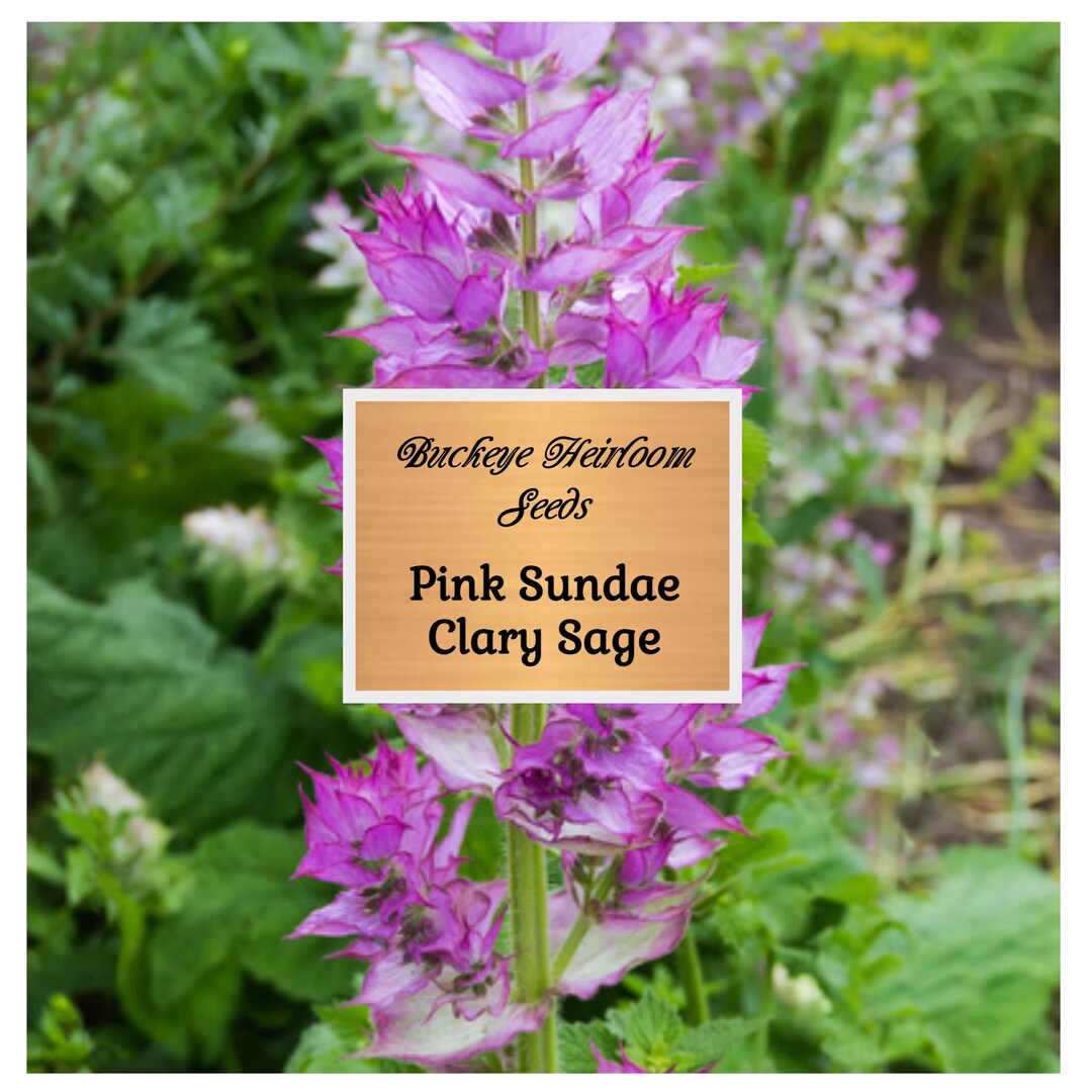 Pink Sundae Sage, Flower Seeds, Heirloom, Non - Buckeye Heirloom Seeds ...