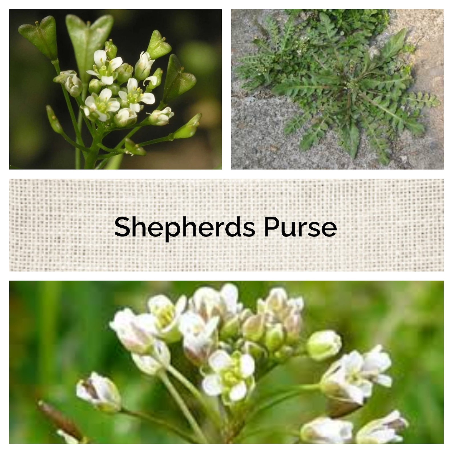 Shepherds Purse Herb 100 Seeds capsella Bursa-pastoris - Etsy