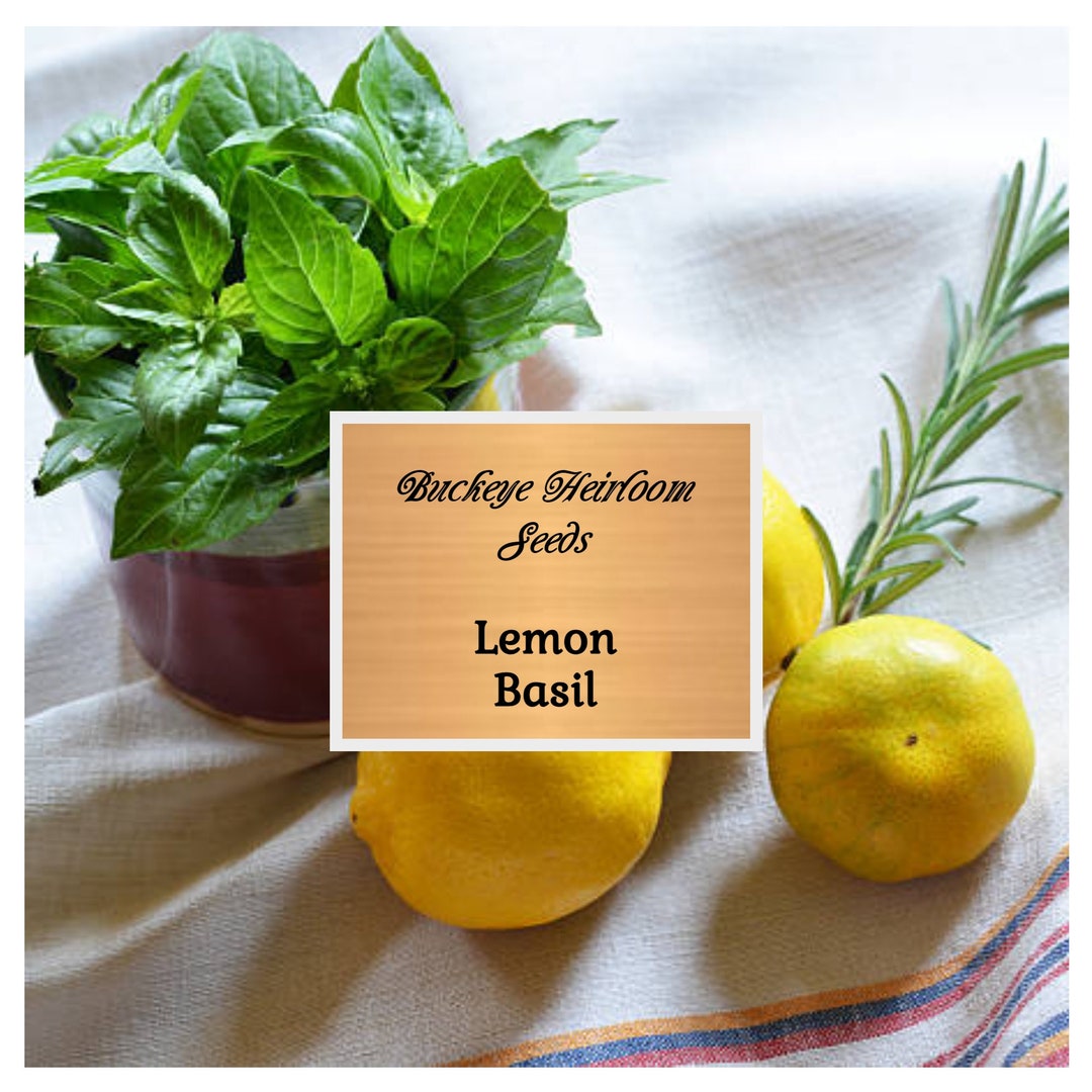 Lemon Basil - Seeds - Heirloom Culinary & Medicinal Herb - Non-gmo ...