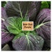 Bok Choy - Purple Magic Pak Choi Hybrid - Seeds - Non GMO - Etsy