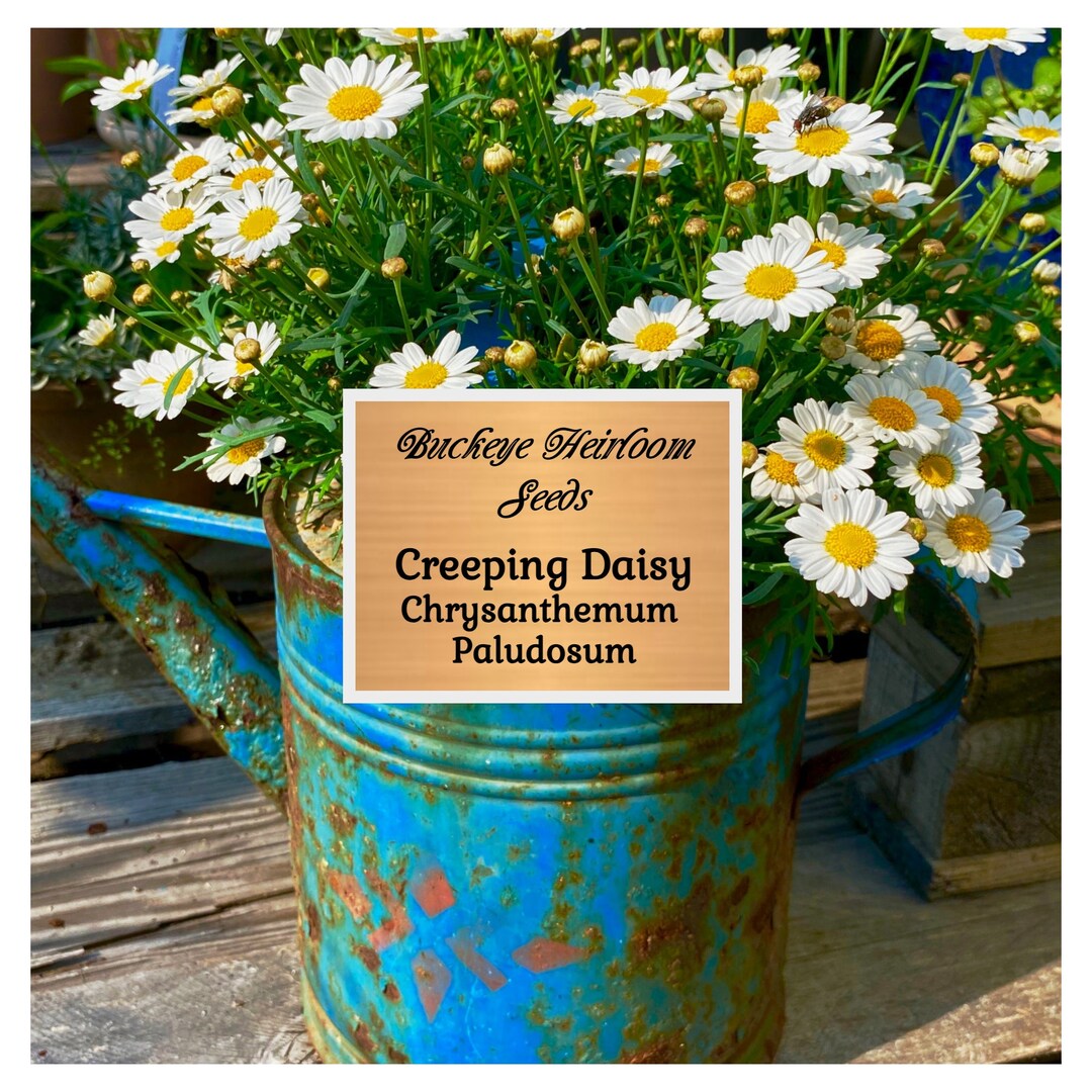 Creeping Daisy - 100 Flower Seeds - White Dwarf - Chrysanthemum ...