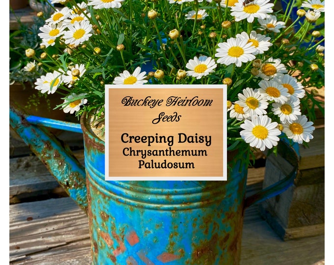 Creeping Daisy - 100 Flower Seeds - White Dwarf - Chrysanthemum ...