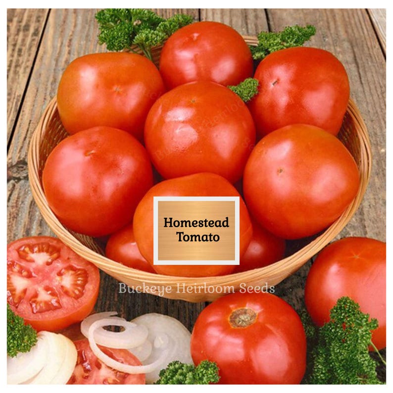 NEW - Tomato - Homestead - Tomato Seeds - Heirloom - Thrives in Heat ...