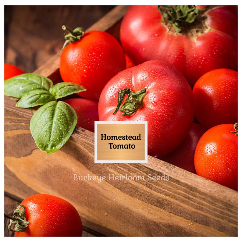 NEW - Tomato - Homestead - Tomato Seeds - Heirloom - Thrives in Heat ...