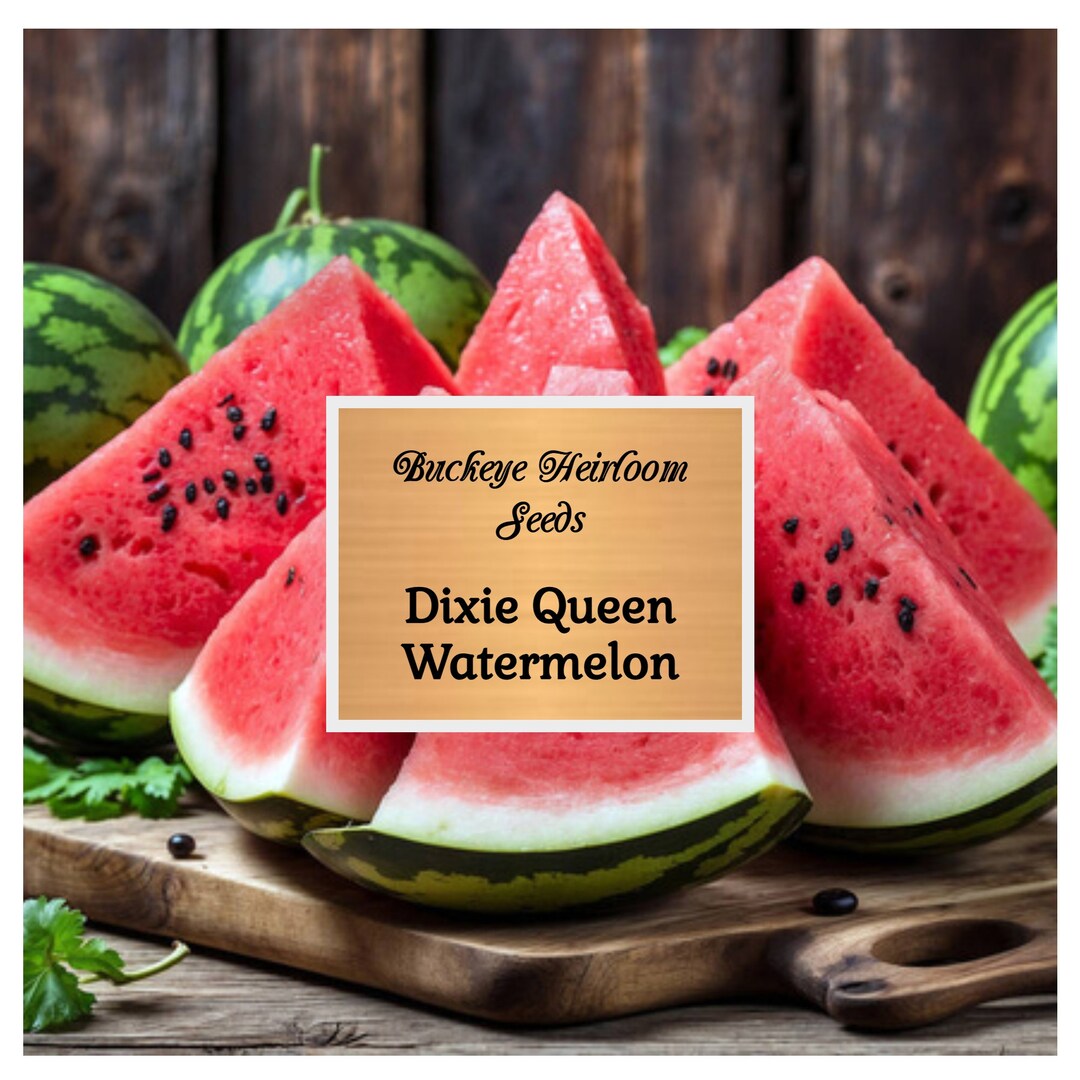 Watermelon, Dixie Queen Seeds - Heirloom - Buckeye Heirloom Seeds - Etsy