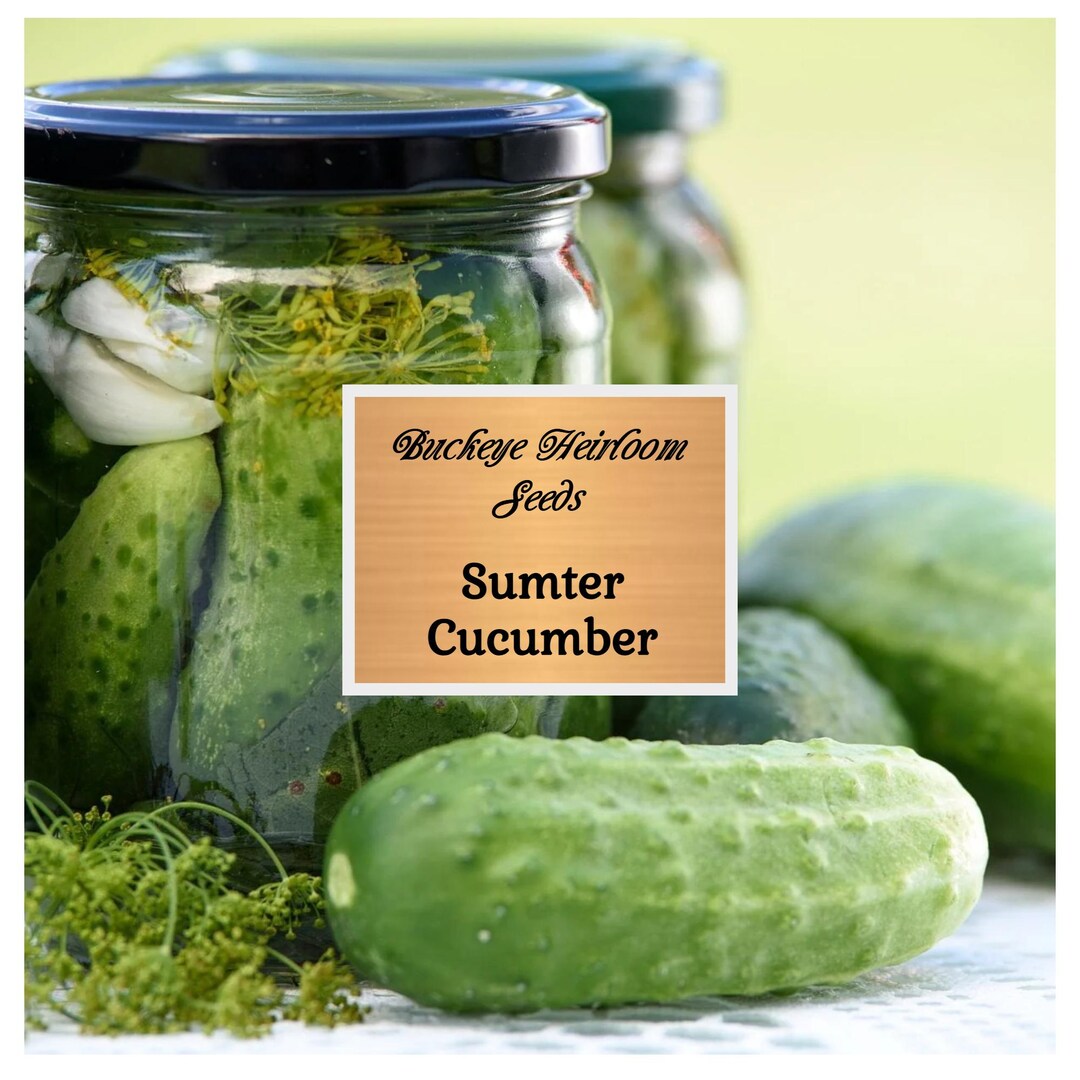 Sumter Cucumber Seeds - Heirloom - Non Gmo - Pickles or Slicing ...