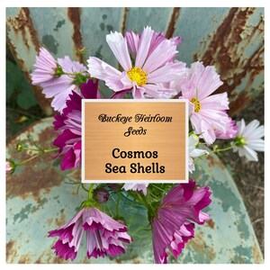 Cosmo Sea Shells Flower Seeds Cosmos Bipinnatus Buckeye Heirloom Seeds ...
