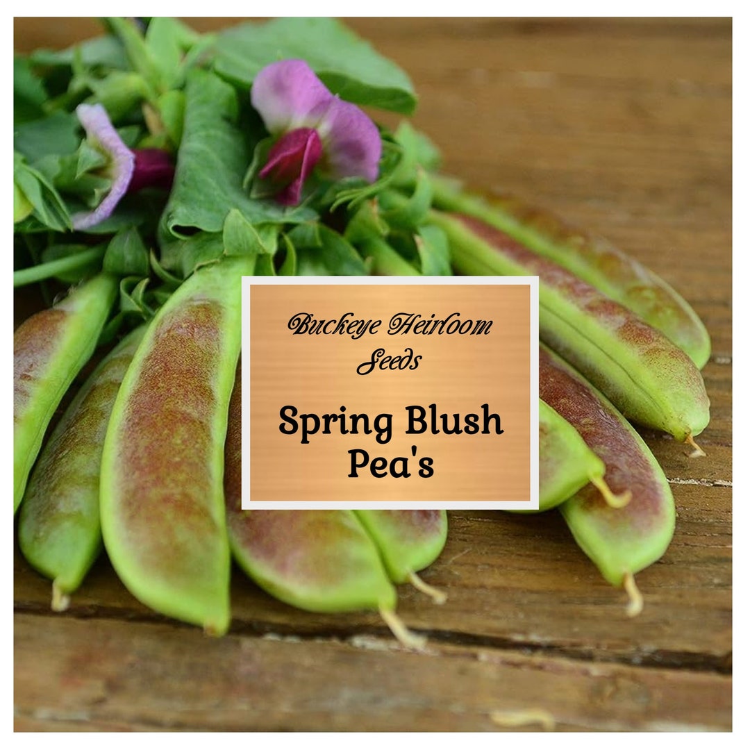 Spring Blush Snap - Pea Seed - Heirloom - Non Gmo - so Pretty!!! - Etsy