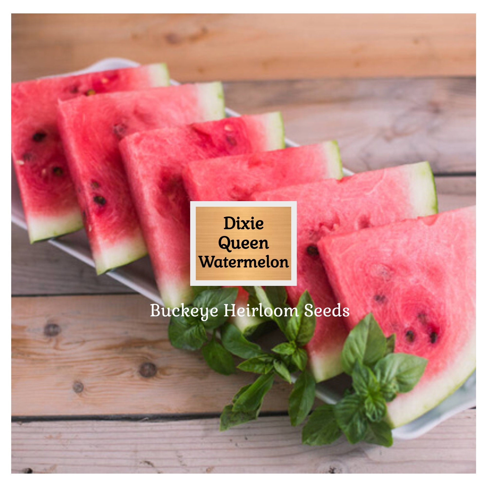 Watermelon, Dixie Queen Seeds - Heirloom - Buckeye Heirloom Seeds - Etsy