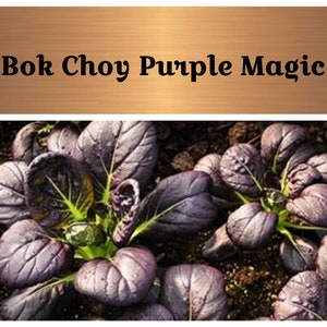 Bok Choy Purple Magic Pak Choi Hybrid 100 Seeds Non GMO | Etsy