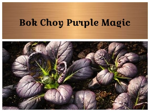 Bok Choy Purple Magic Pak Choi Hybrid 100 Seeds Non GMO | Etsy