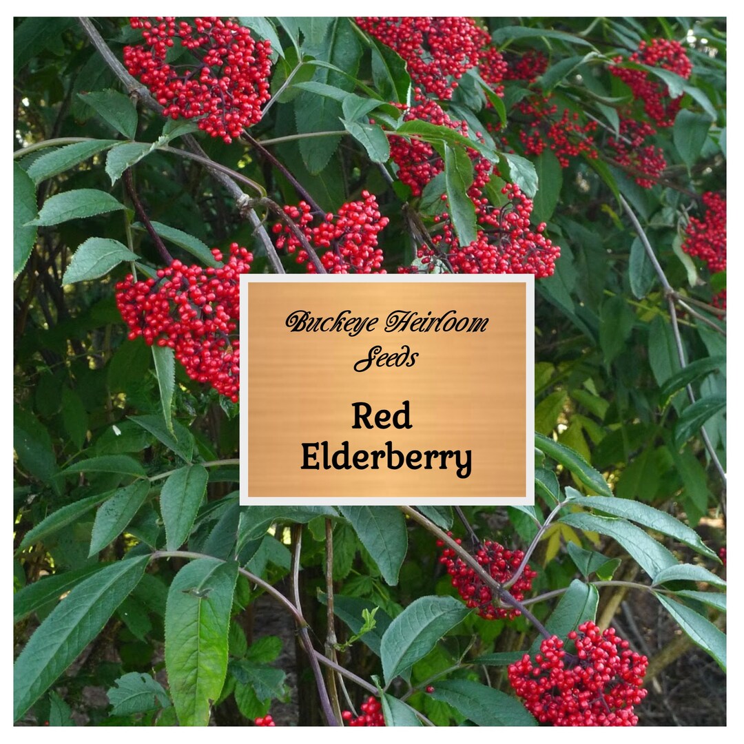 200 Red Elderberry Seeds sambucus Racemosa 50 Non GMO - Etsy