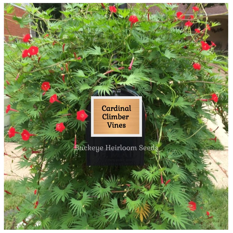 Cardinal Climber Vine Seeds (ipomoea Quamoclit Cardinalis) - Attracts ...