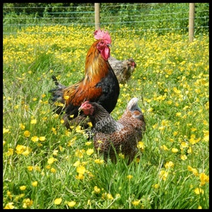 Chicken Forage Seed Mix - to Grow for Your Chickens - the Most ...
