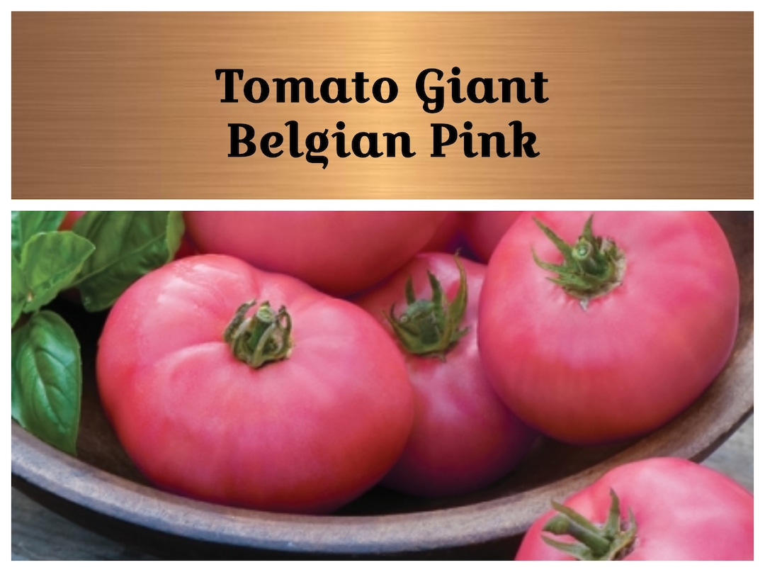 Tomato Giant Belgium Pink Seeds Heirloom Solanum - Etsy