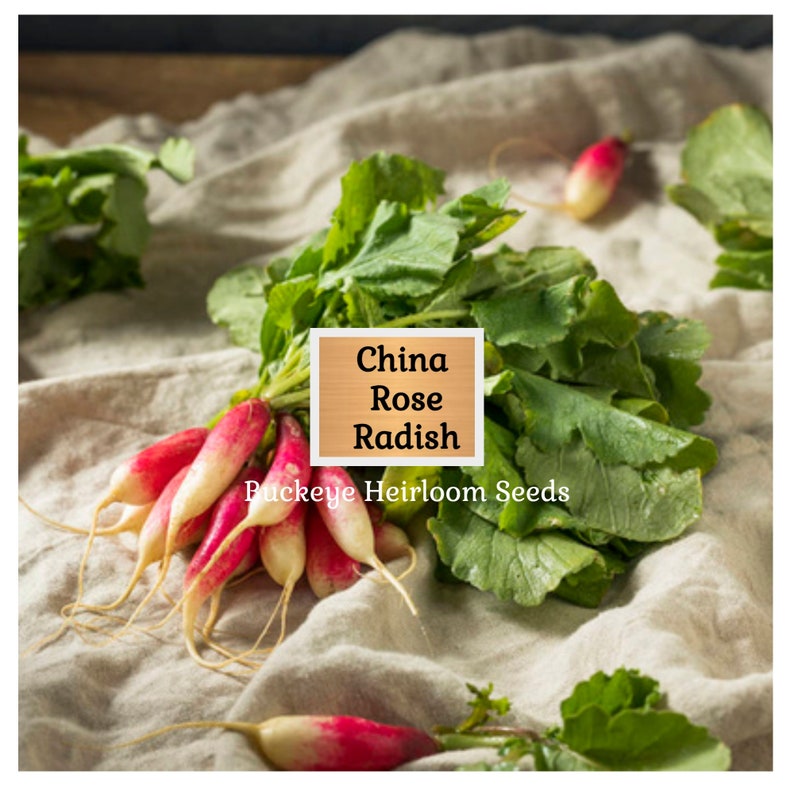 Radish China Rose Seed - (raphanus Sativus) - Heirloom - Non Gmo ...