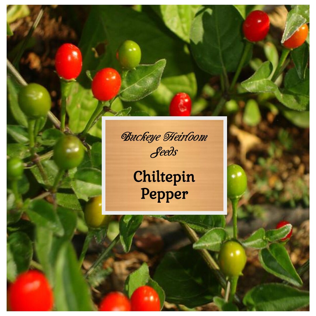 Chiltepin Pepper Seeds: Heirloom Non-gmo, Native US Hot Pepper - Etsy